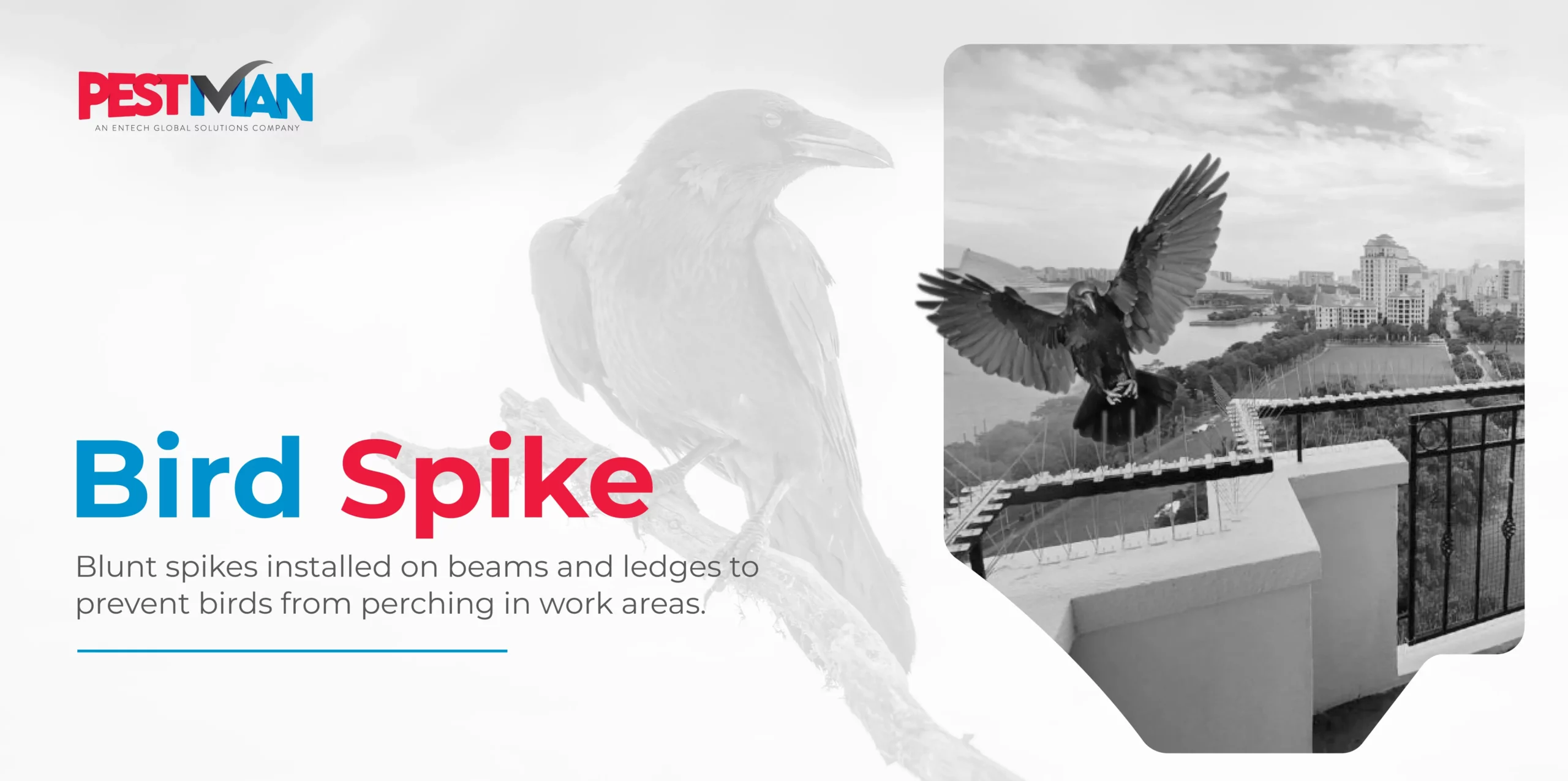 4 Reliable Bird Control Solutions for Manufacturing Facilities And ...